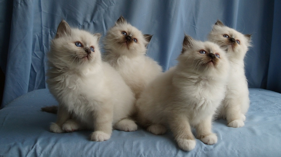 Birman Cats for Sale