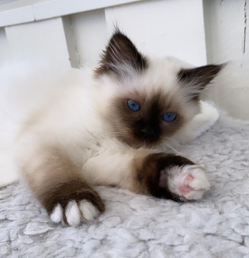 Available Birman Kittens for Sale - Birman Cat Breeder