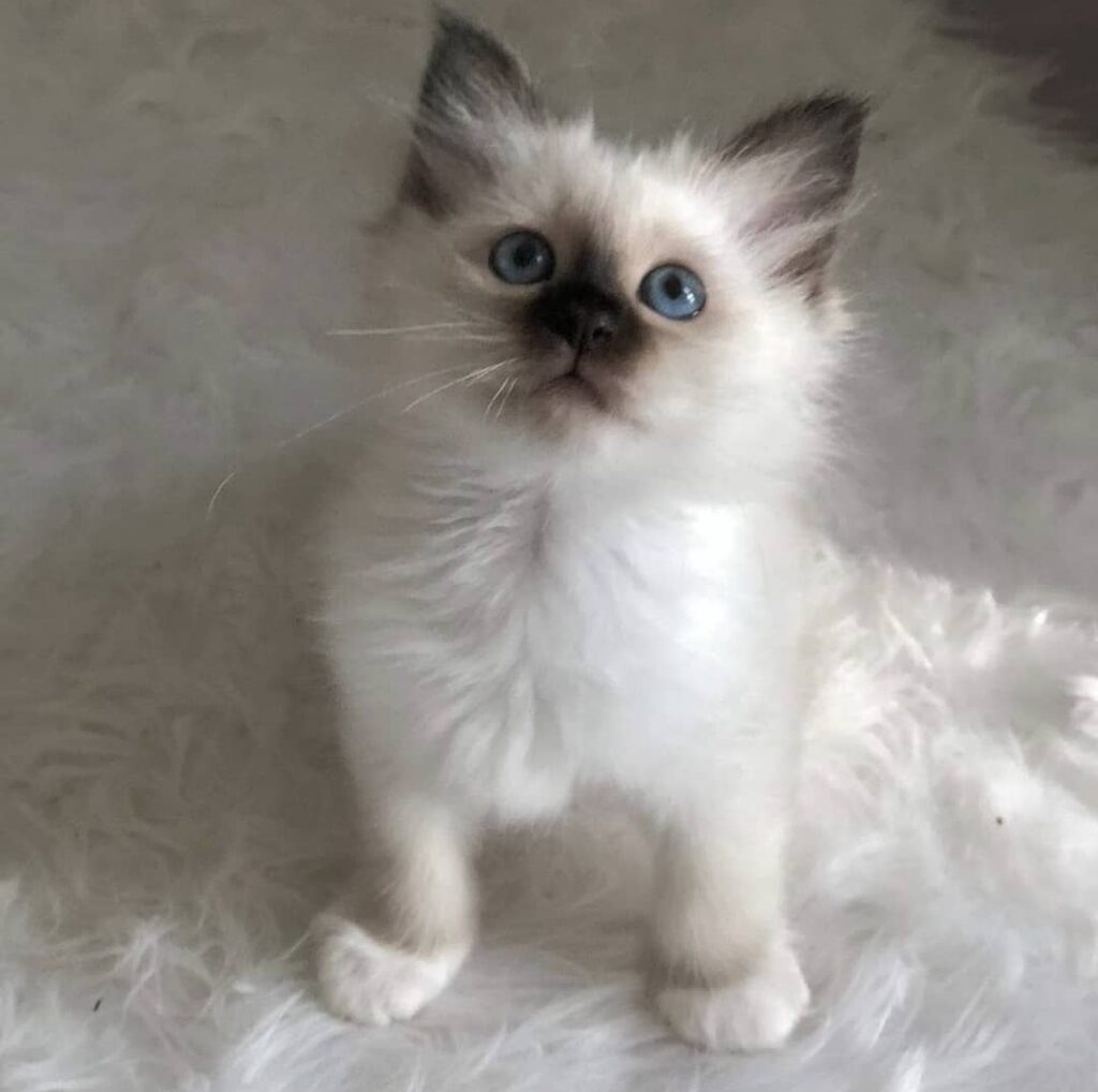 Available Birman Kittens for Sale - Birman Cat Breeder