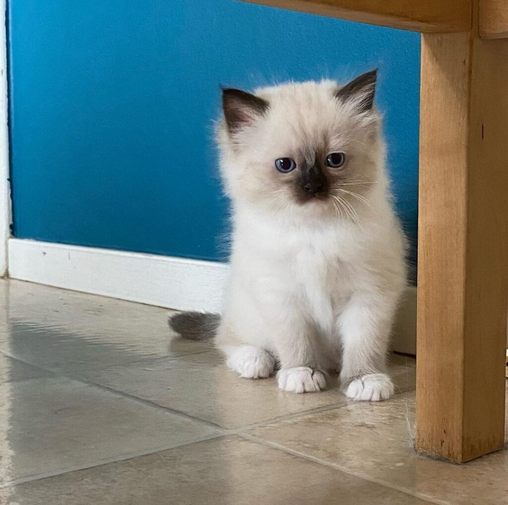 Available Birman Kittens for Sale - Birman Cat Breeder