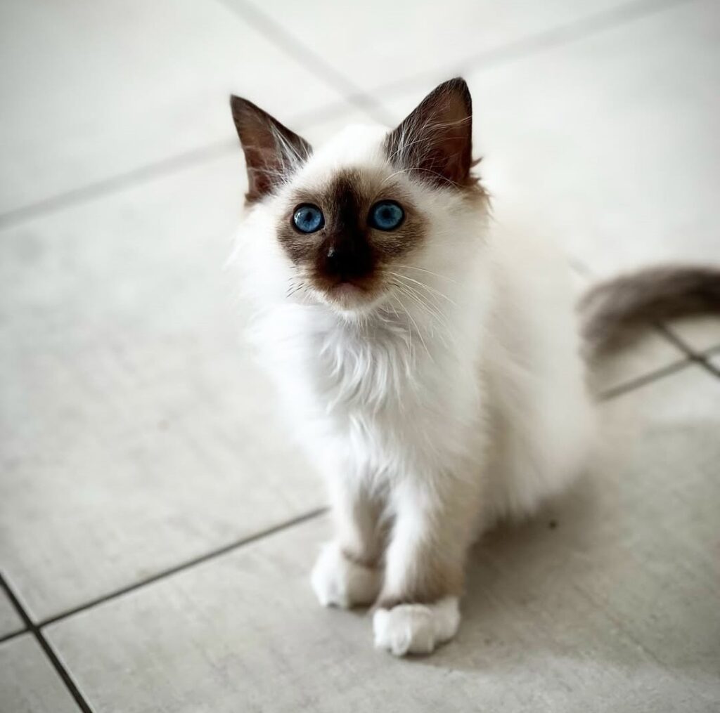 Available Birman Kittens for Sale - Birman Cat Breeder